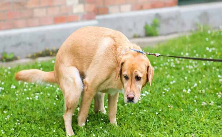 How Do You Train a Dog to Poop Outside - Add Your Life