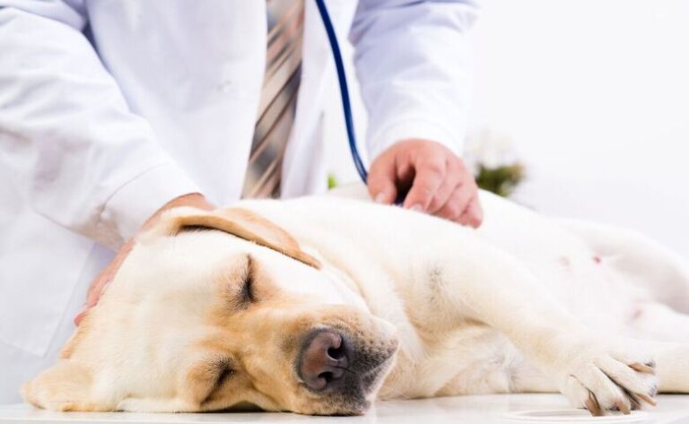 Gastritis in Dogs Symptoms & Treatment - Add Your Life